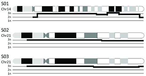 Schematic Representation Of Optical Genome Mapping Ogm Data To