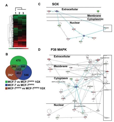 Global Gene Expression Profile And Non Canonical Transcriptome Networks