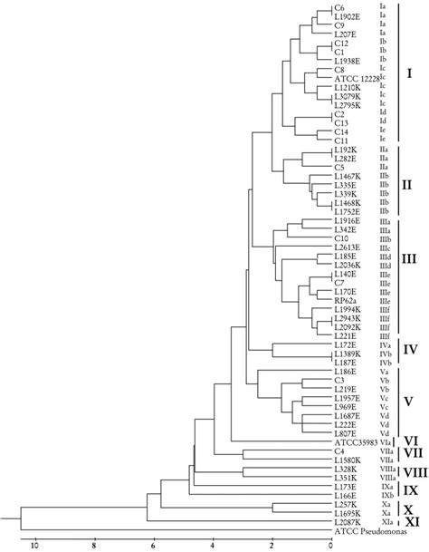Dendrograms Constructed By Upgma Showing 11 Clusters From All 60