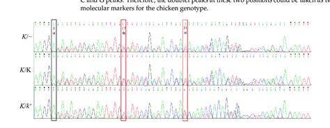 The Part Of The Sequencing Peak Of Lf By Sanger Sequencing With R