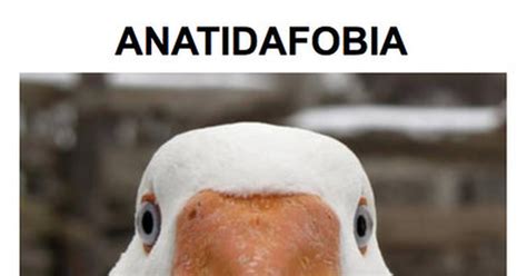 Cuánta Fauna ¿sabes Qué Fobia Es La Anatidafobia
