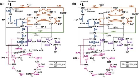 Steady State ¹³c Based Metabolic Flux Analysis Using Corrected Mid