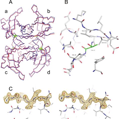Comparison Between The Crystal Structures Of Wt Ttr And A25t Ttr A