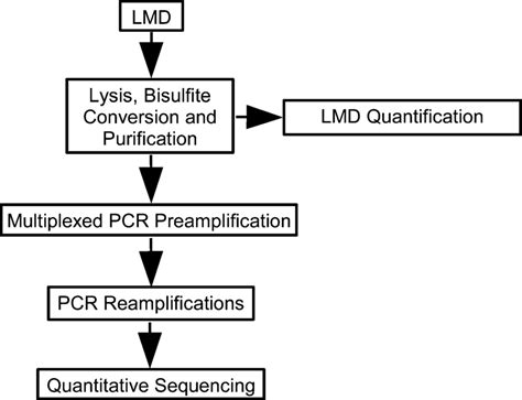 Flowchart Of The Procedure For Analysis Of Dna Methylation In Laser