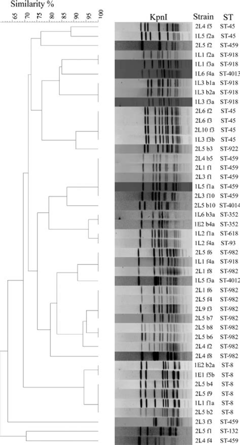 Pfge Based Dendrogram Depicting The Relatedness Of 48 C Jejuni Iso