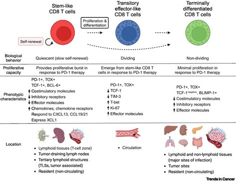 Harnessing Cd8 T Cell Responses Using Pd 1 Il 2 Combination Therapy