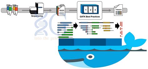 Cnvs Copy Number Variants — Context Detection Methods And Exploratory