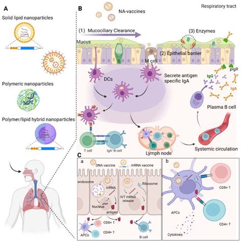 Nanomaterials Free Full Text Nanotechnologies In Delivery Of Dna