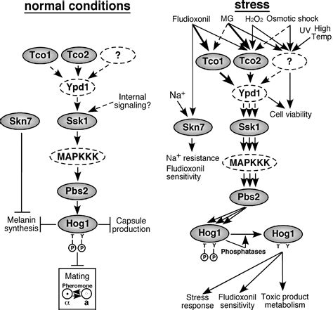 A Unique Fungal Two Component System Regulates Stress Responses Drug