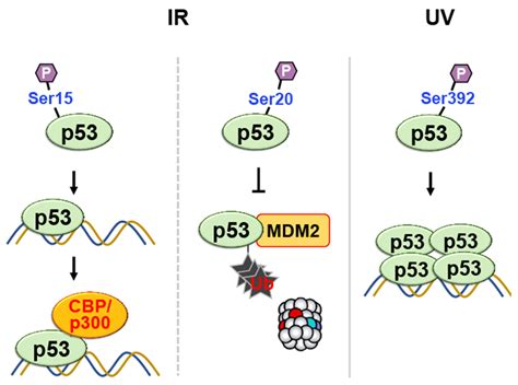 Ijms Free Full Text Experimental Insights Into The Interplay