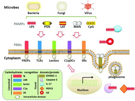 Canonical And Novel Carbohydrate Recognition Proteins Functioning In