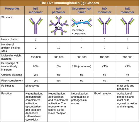 18 1 Architecture Of The Immune System Biology Libretexts
