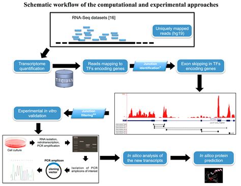 Ijms Free Full Text Novel Transcription Factor Variants Through Rna