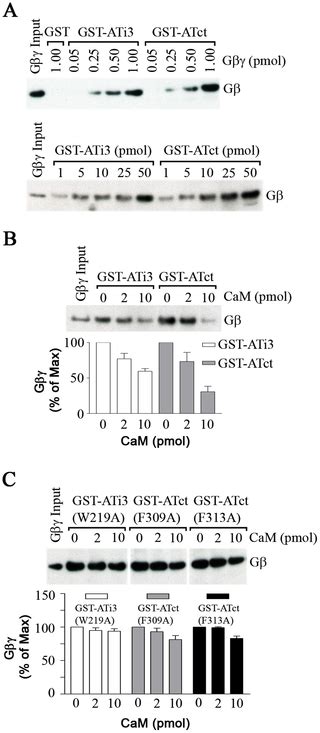 Two Distinct Calmodulin Binding Sites In The Third Intracellular Loop