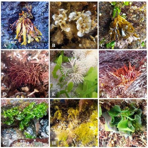 Phycology Free Full Text Dna Barcode Assisted Inventory Of The