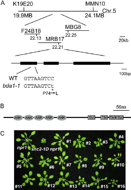 Positional Cloning Of Bda1 A Map Position And Mutation Location In
