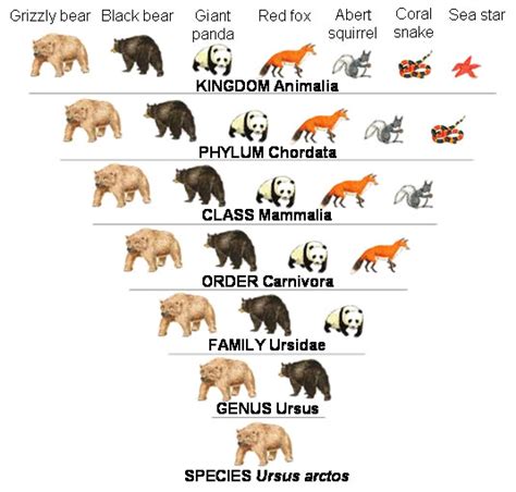 january 18 taxonomy chart lab mr benson s science classroom