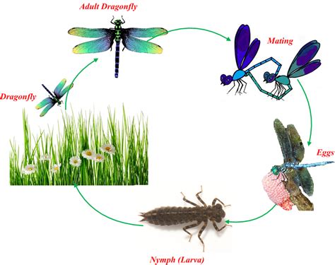 dragonfly algorithm da to solve numerical optimization problem