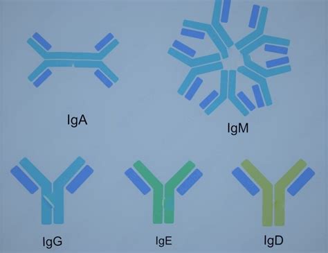 Immunoglobulin Structure And Function Now Made Elaborate The Immune
