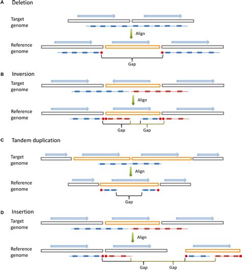 Frontiers Stlfrsv A Germline Structural Variant Analysis Pipeline