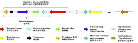 Schematic Overview Of A Biosynthetic Gene Cluster Download Scientific