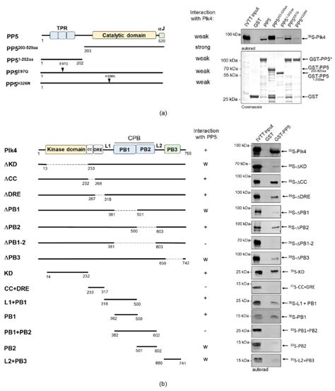 The Catalytic Domain Of Pp5 Interacts With The Kinase Domain And Pb1