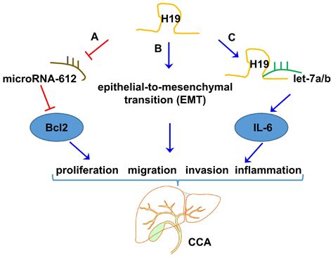 Ncrna Free Full Text Long Noncoding Rna H19 A Novel Oncogene In