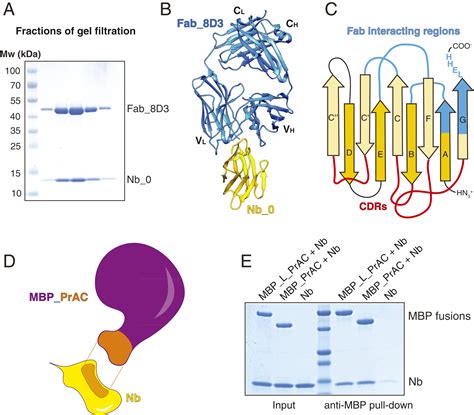 Cryo Em Structure Determination Of Small Proteins By Nanobody Binding