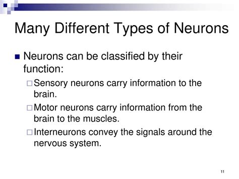 3 Neurons And Synapses Brain And Behavior David Eagleman Ppt Download