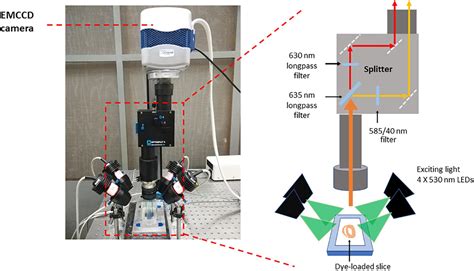 Frontiers A Protocol For Transverse Cardiac Slicing And Optical