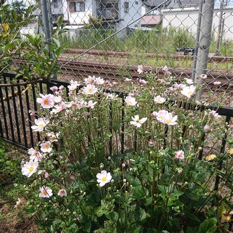 シュウメイギク 秋明菊 さくらこ 葉っ葉のブログ