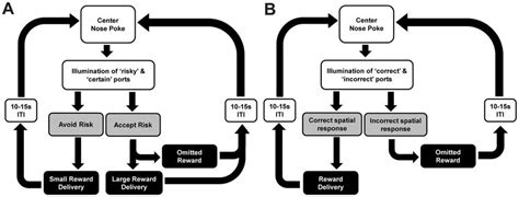The Sequence Of Trial Events On The Risk Task A And Reversal Learning