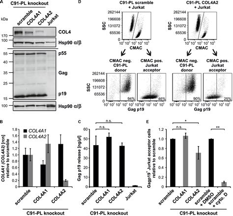 Frontiers Collagen Iv Col4a1 Col4a2 A Component Of The Viral