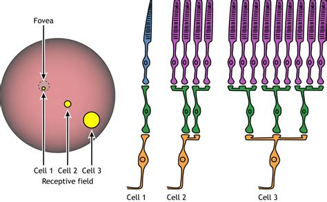7 3 1 Visual System Anatomy The Retina Social Sci Libretexts