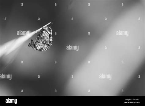 Kreuzspinne In Schwarz Und Weiß Fotografiert Mit Beute Auf Einem