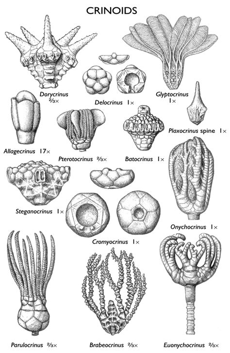 Fossil Identification Chart