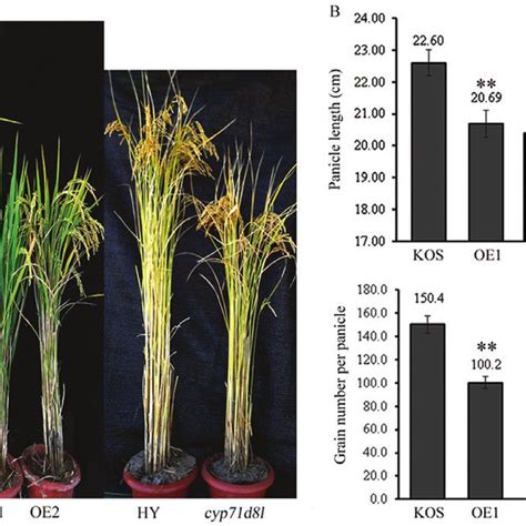 Oscyp71d8l Affects Plant Height Panicle Length And Grain Number Per