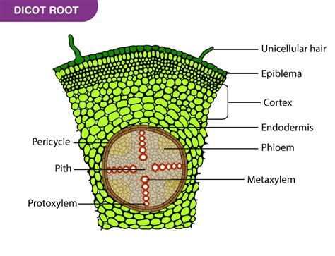 Primary Structure Of Dicot Root