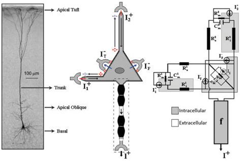 Left Pyramidal Cell Pc Neuron Centre Schematic Representation Of A
