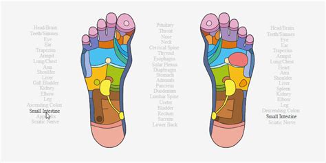 interactive foot reflexology chart for websites codemyui