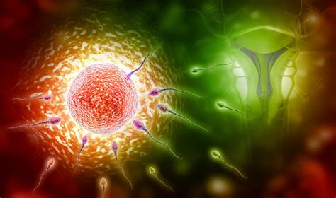 understanding sexual reproduction what just happened the pulse