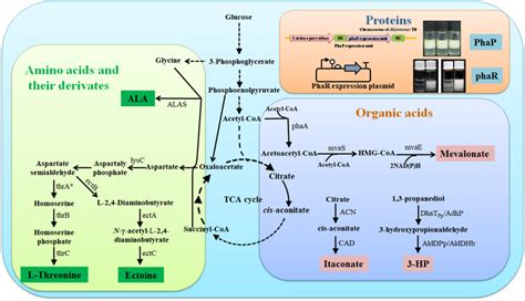 Metabolic Synthetic Pathways For Diverse Chemical Compounds In