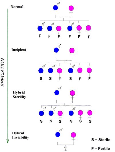 haldane s rule