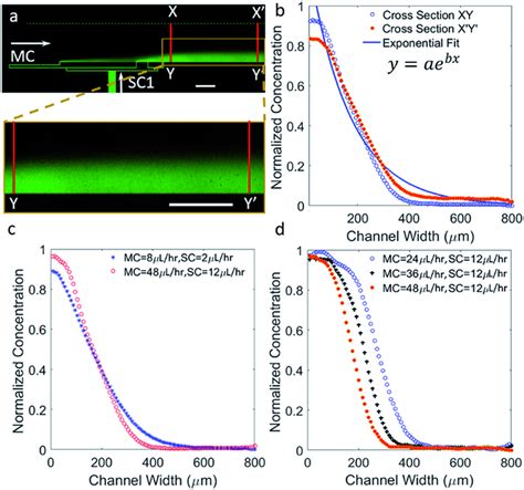 Exponential Concentration Gradients A A Fluorescent Micrograph