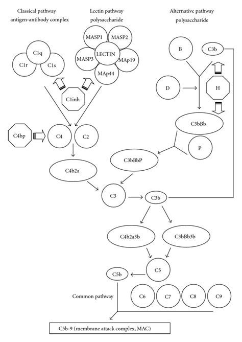 The Three Major Pathways Of Complement Activation These Pathways