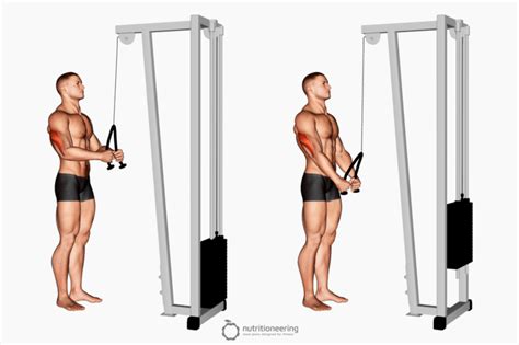 21 Cable Arm Exercises To Grow Biceps And Triceps