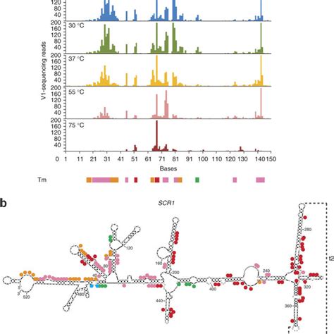 Probing Melting Dynamics Of The Rna Structure Across Different
