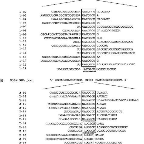Rna Secondary Structures Of G4 Rna Aptamers Predicted By Mulfold