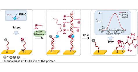 Electrochemical Detection Of Single Nucleotide Polymorphism Associated