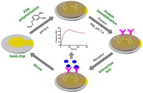 Polymers Free Full Text Qcm Biosensor Based On Polydopamine Surface